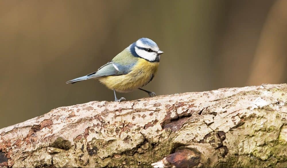 Modraszka - Ogród na pTAK!