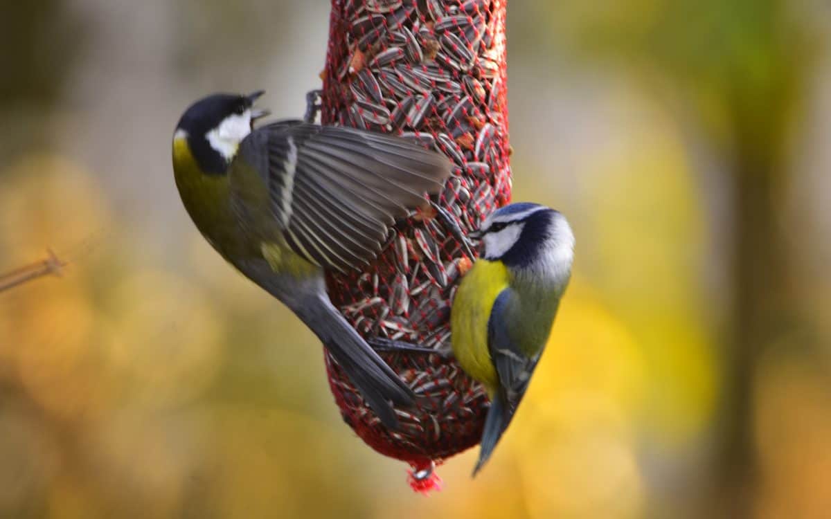 Modraszka i bogatka – Ogród na pTAK!