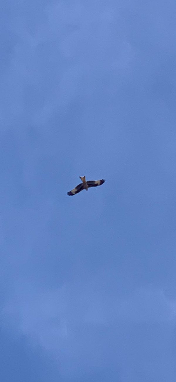 Kania ruda – Ogród na pTAK!