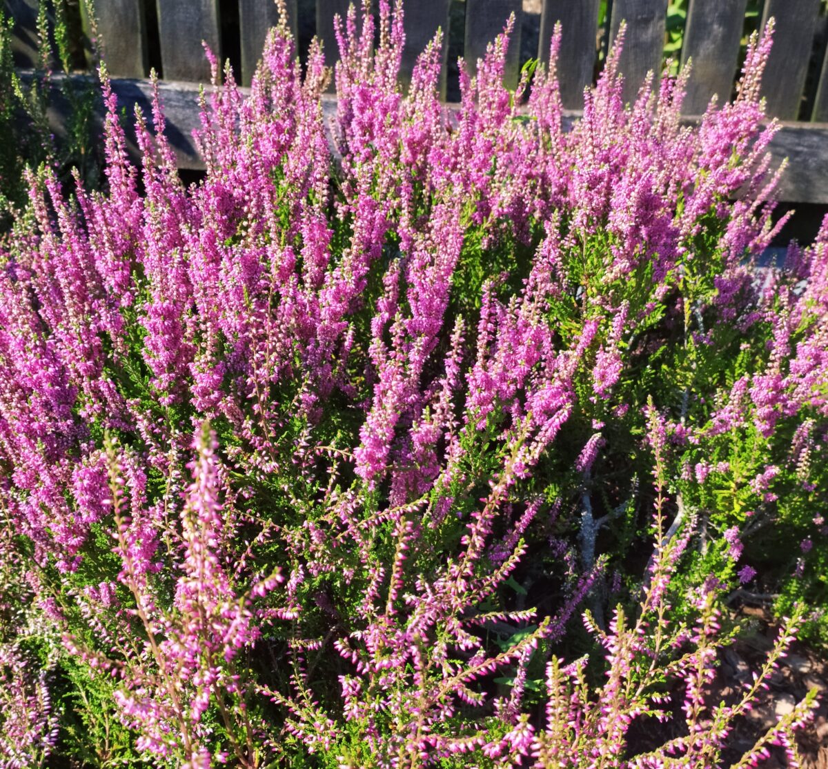 Wrzosy są w tym roku wyjątkowo piękne i dorodne – Ogród na pTAK!