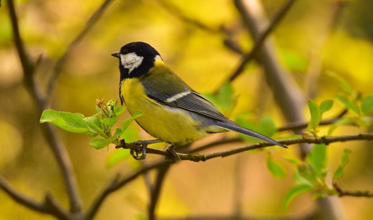 Bogatka w sadzie – Ogród na pTAK!