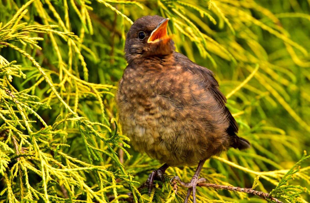 Podlot kosa – Ogród na pTAK!