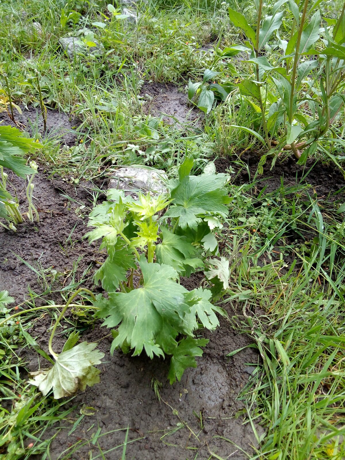 Ostrózka i inne skarby – Ogród na pTAK!