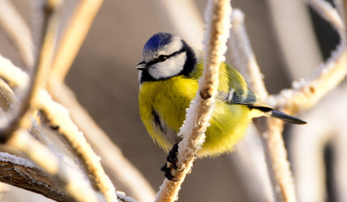 Modraszka – Ogród na pTAK!